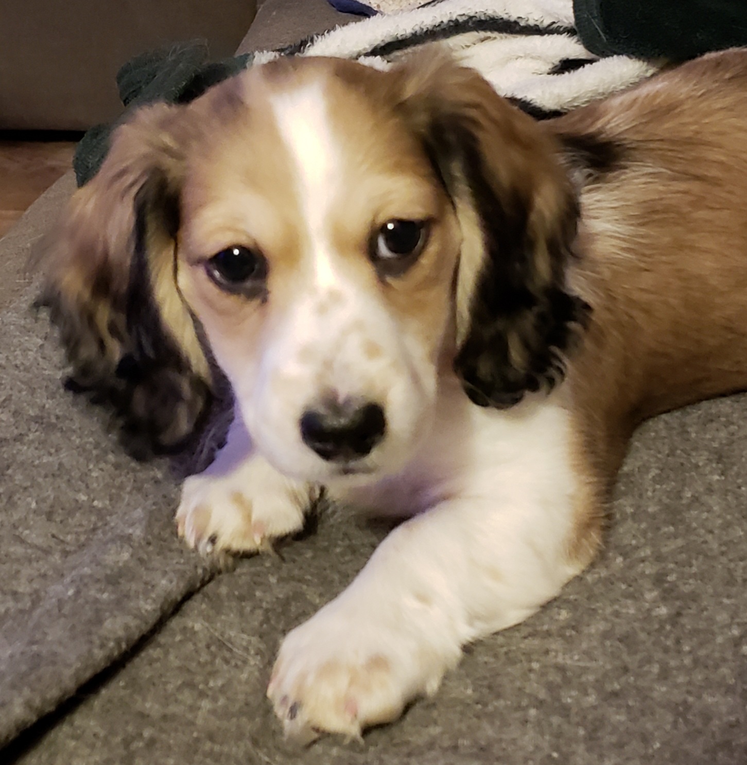 AKC Infinity Dachshunds – The Home of Exceptional Quality Dachshunds