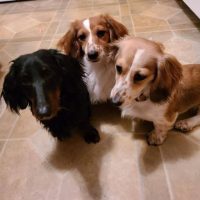 Get in Touch with us to Request Further Details – AKC Infinity Dachshunds