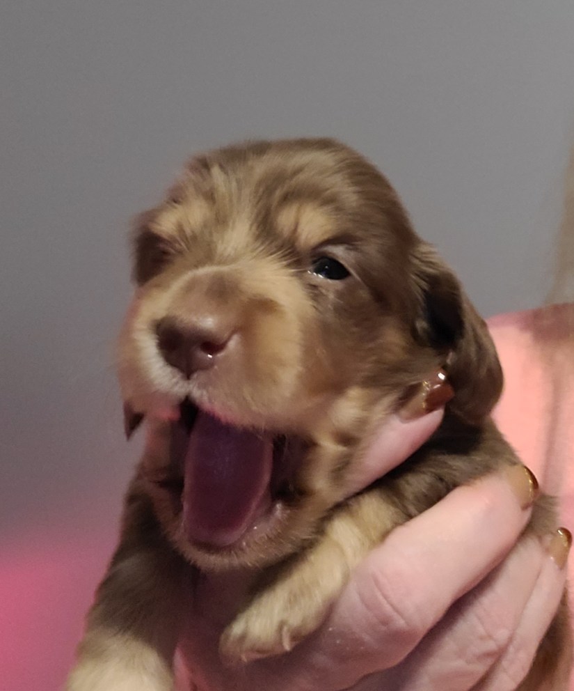 AKC Infinity Dachshunds – The Home of Exceptional Quality Dachshunds