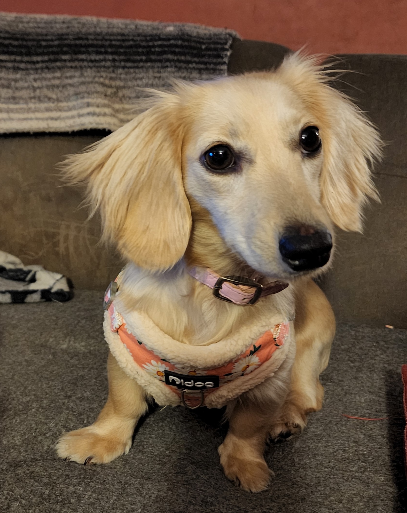 Our Dams- Dachshund mommas – AKC Infinity Dachshunds