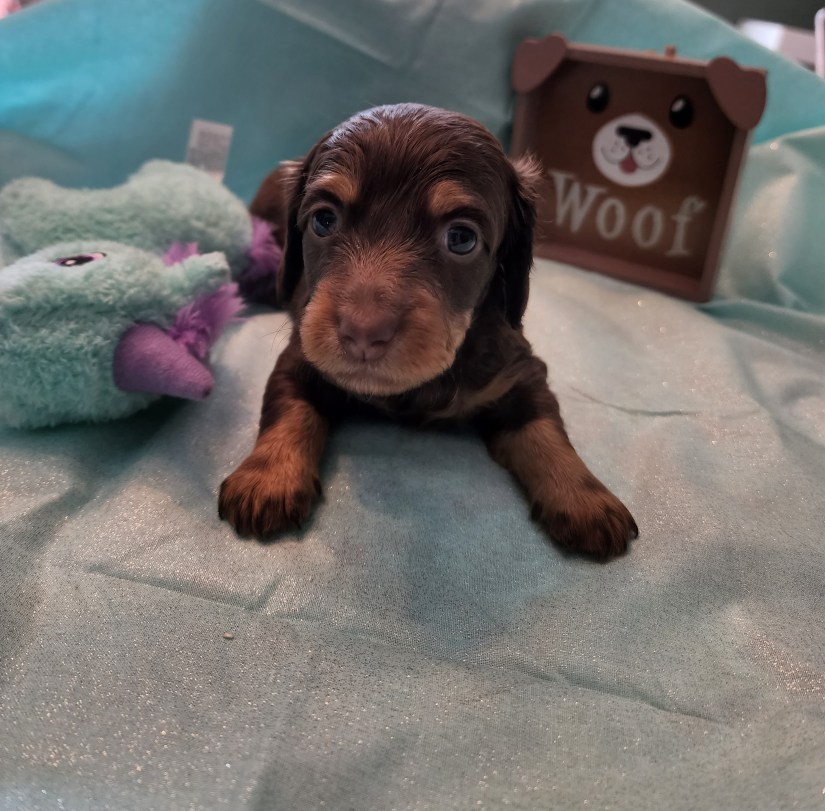 Past Litters – AKC Infinity Dachshunds