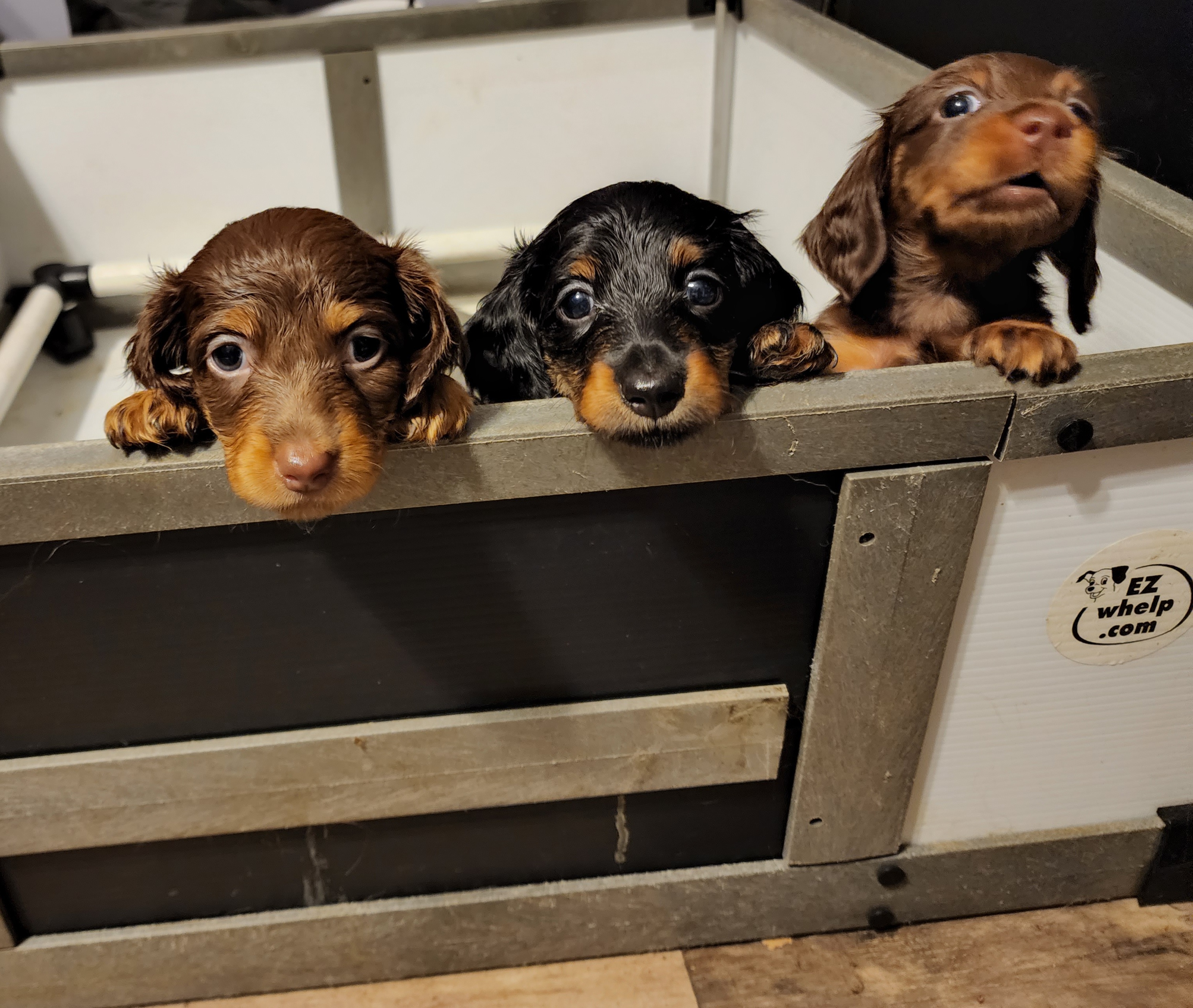 Applications and Waitlist – AKC Infinity Dachshunds