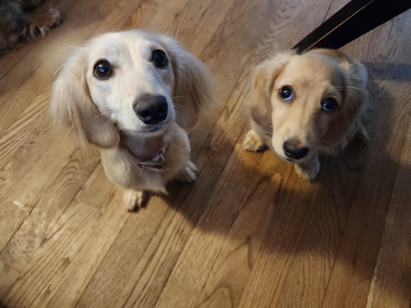 Past Litters – AKC Infinity Dachshunds