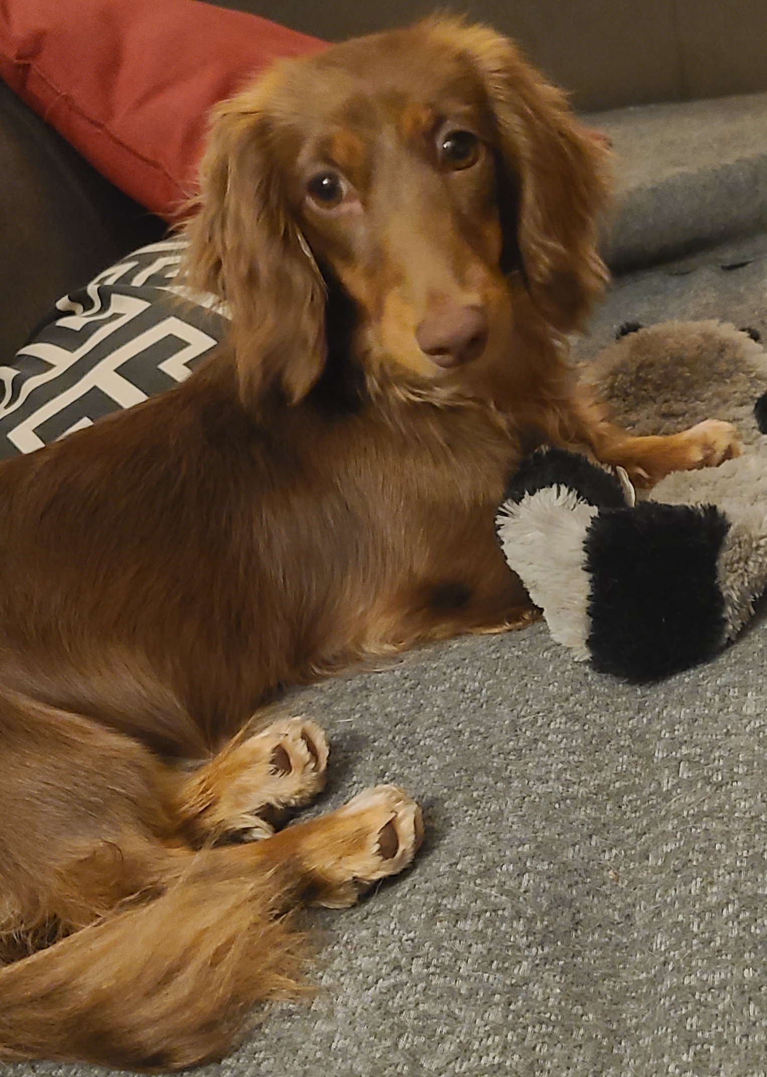 Our Dams- Dachshund mommas – AKC Infinity Dachshunds