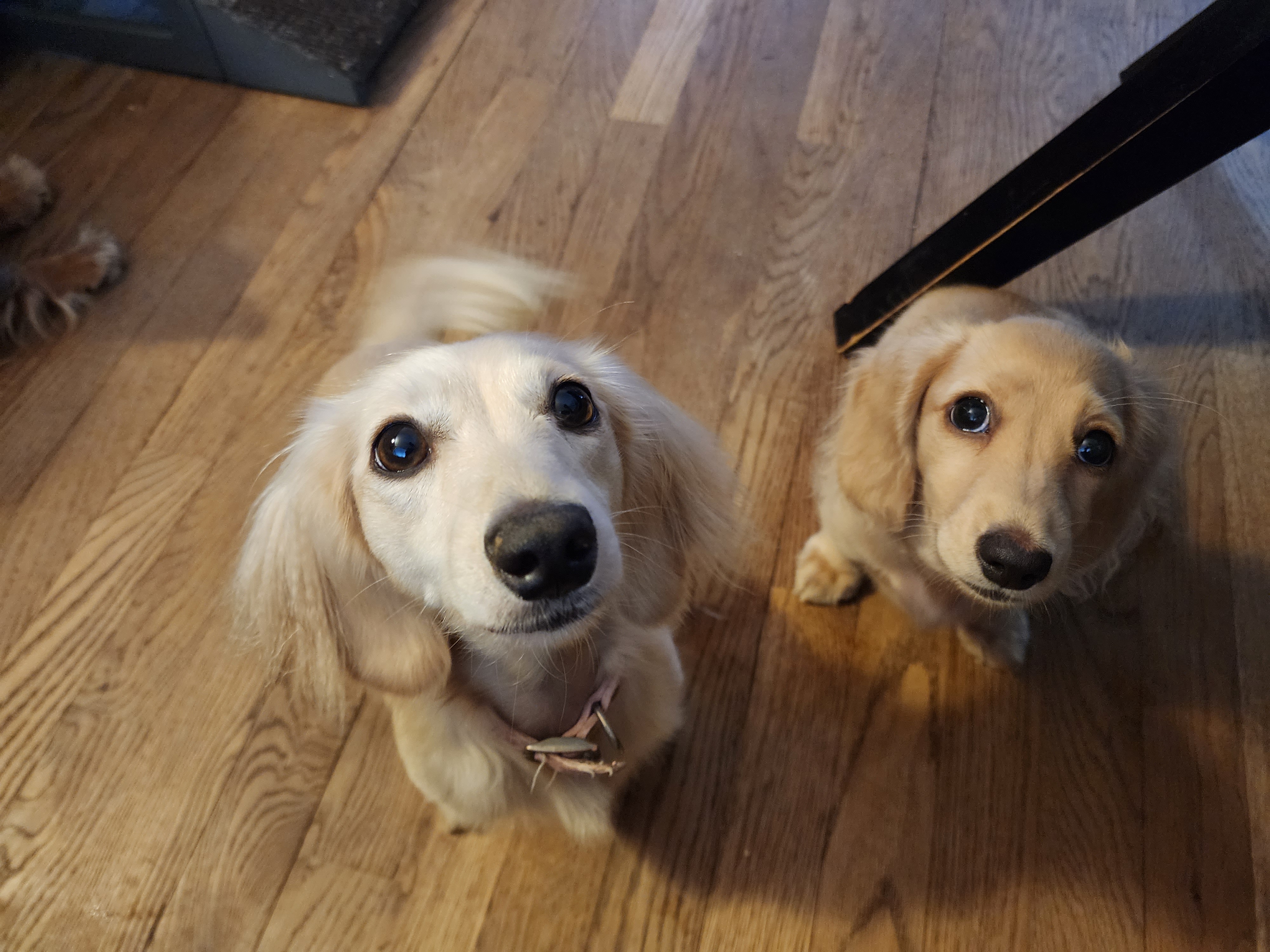Our Dams- Dachshund mommas – AKC Infinity Dachshunds