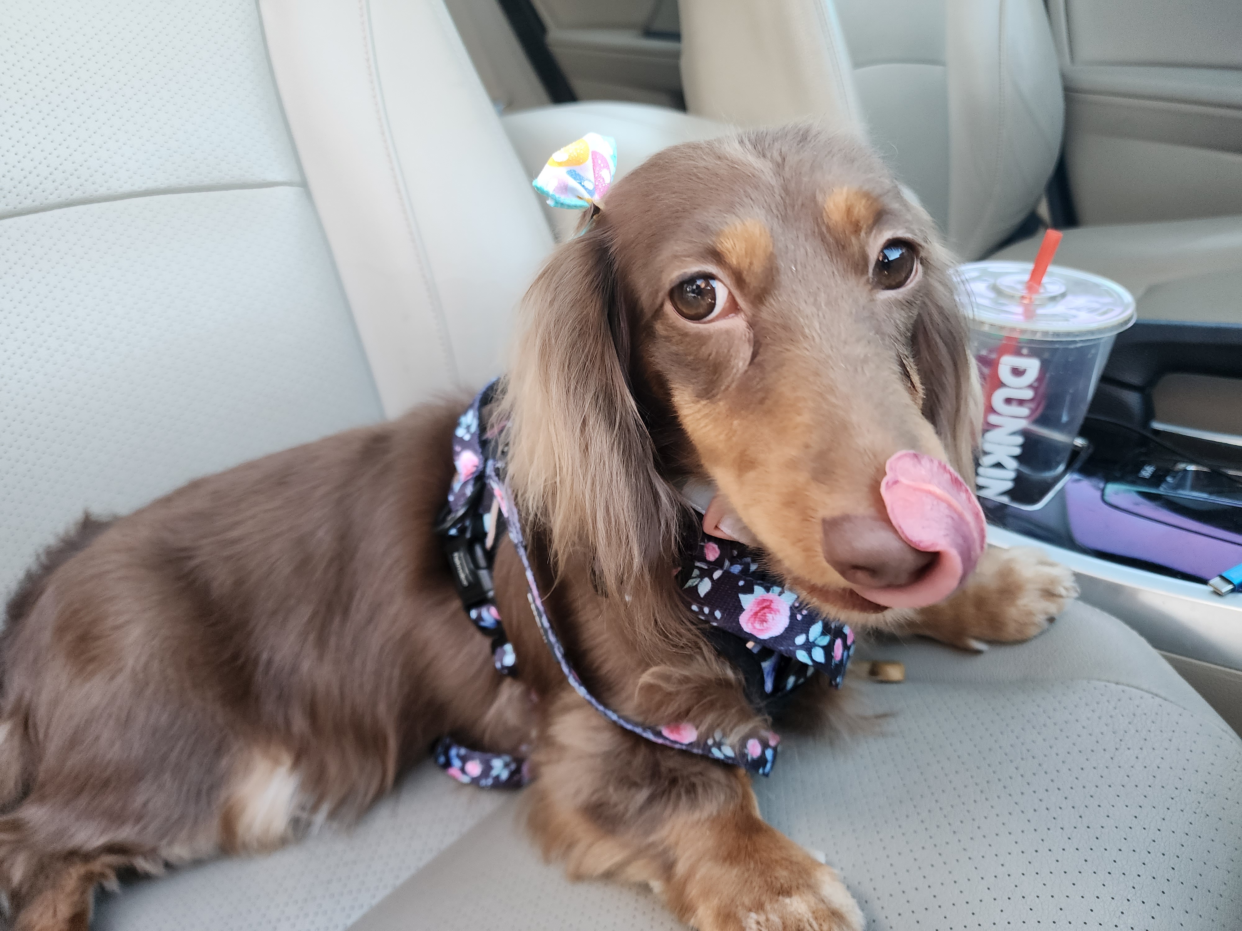 Our Dams- Dachshund mommas – AKC Infinity Dachshunds