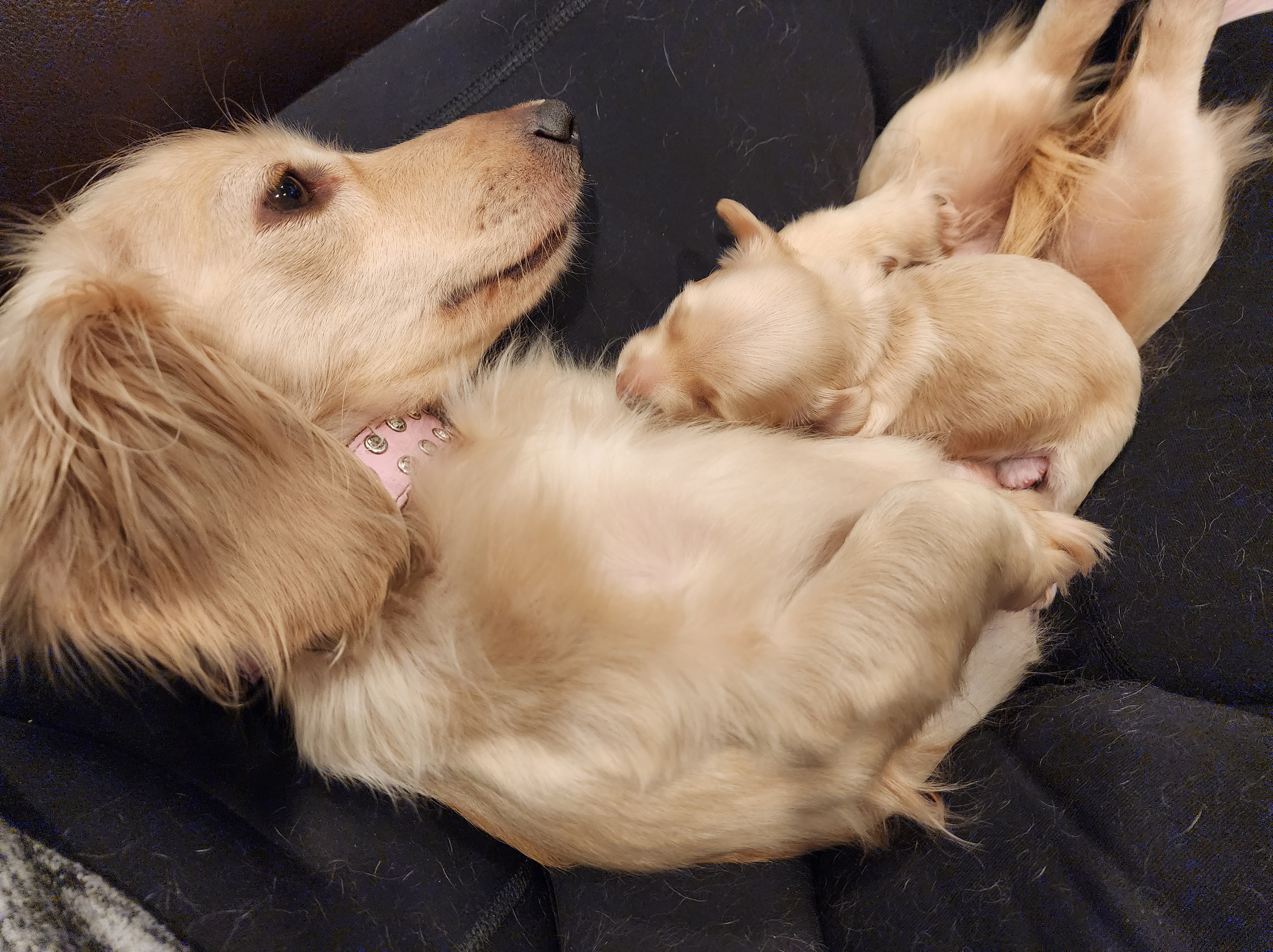 Applications and Waitlist – AKC Infinity Dachshunds