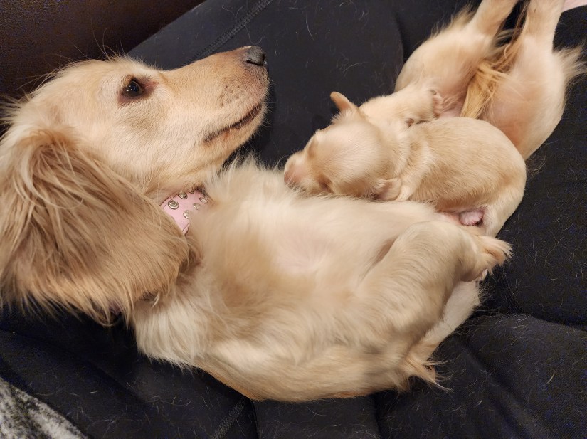 Applications and Waitlist – AKC Infinity Dachshunds