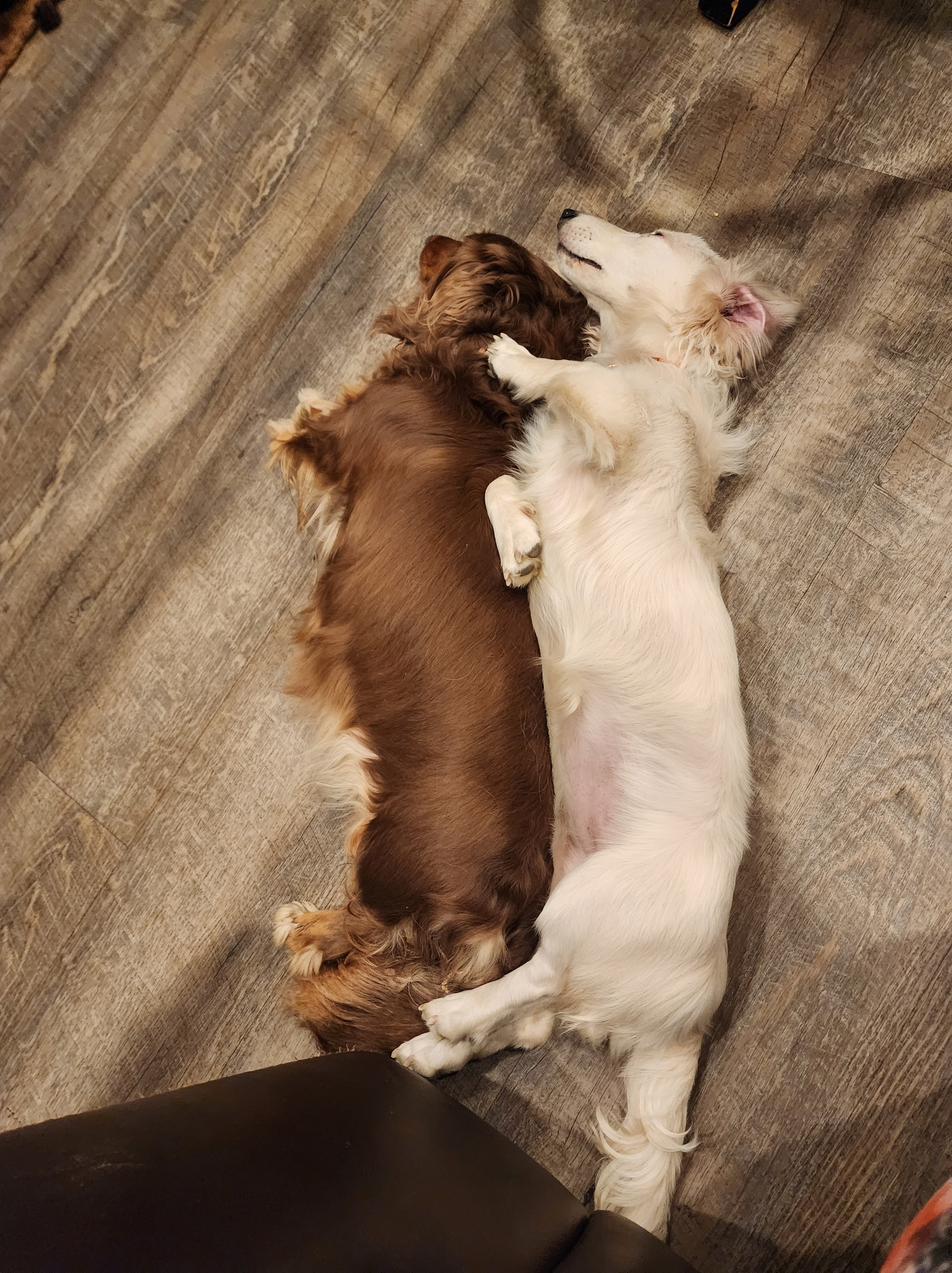 Our Dams- Dachshund mommas – AKC Infinity Dachshunds