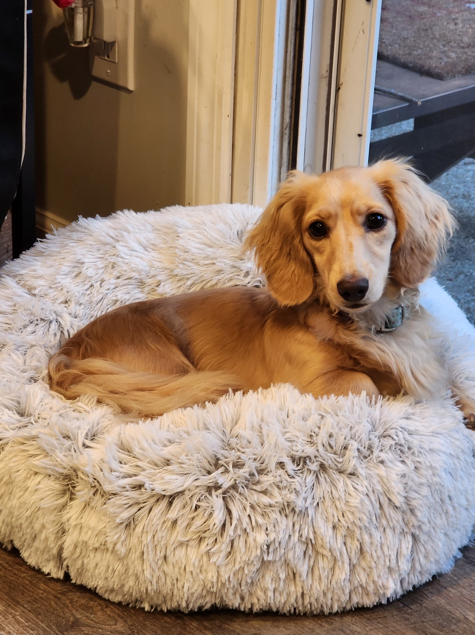 Our Dams- Dachshund mommas – AKC Infinity Dachshunds