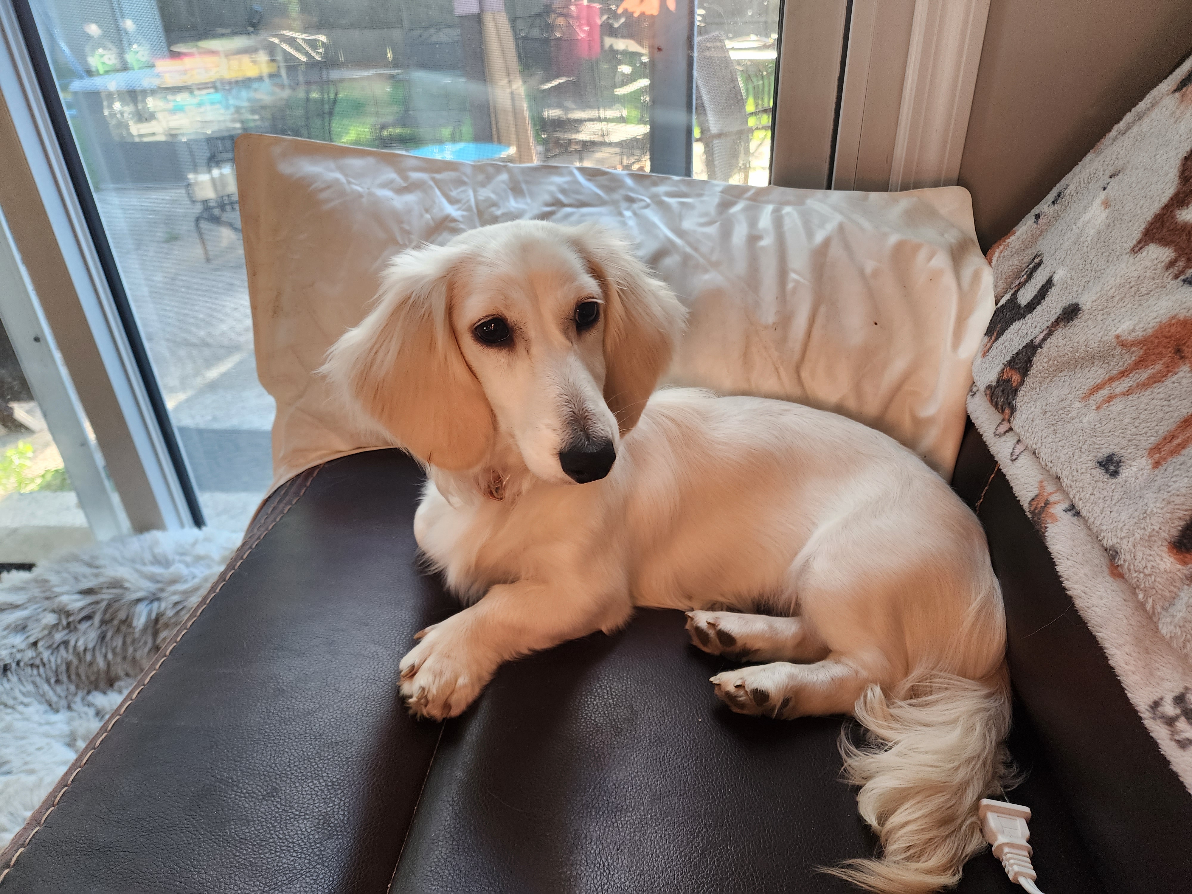 Our Dams- Dachshund mommas – AKC Infinity Dachshunds