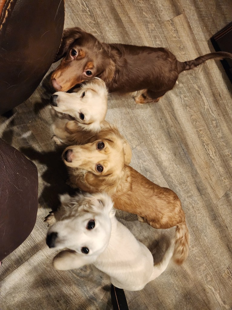 Guardian Homes May be Needed in late 2025! – AKC Infinity Dachshunds