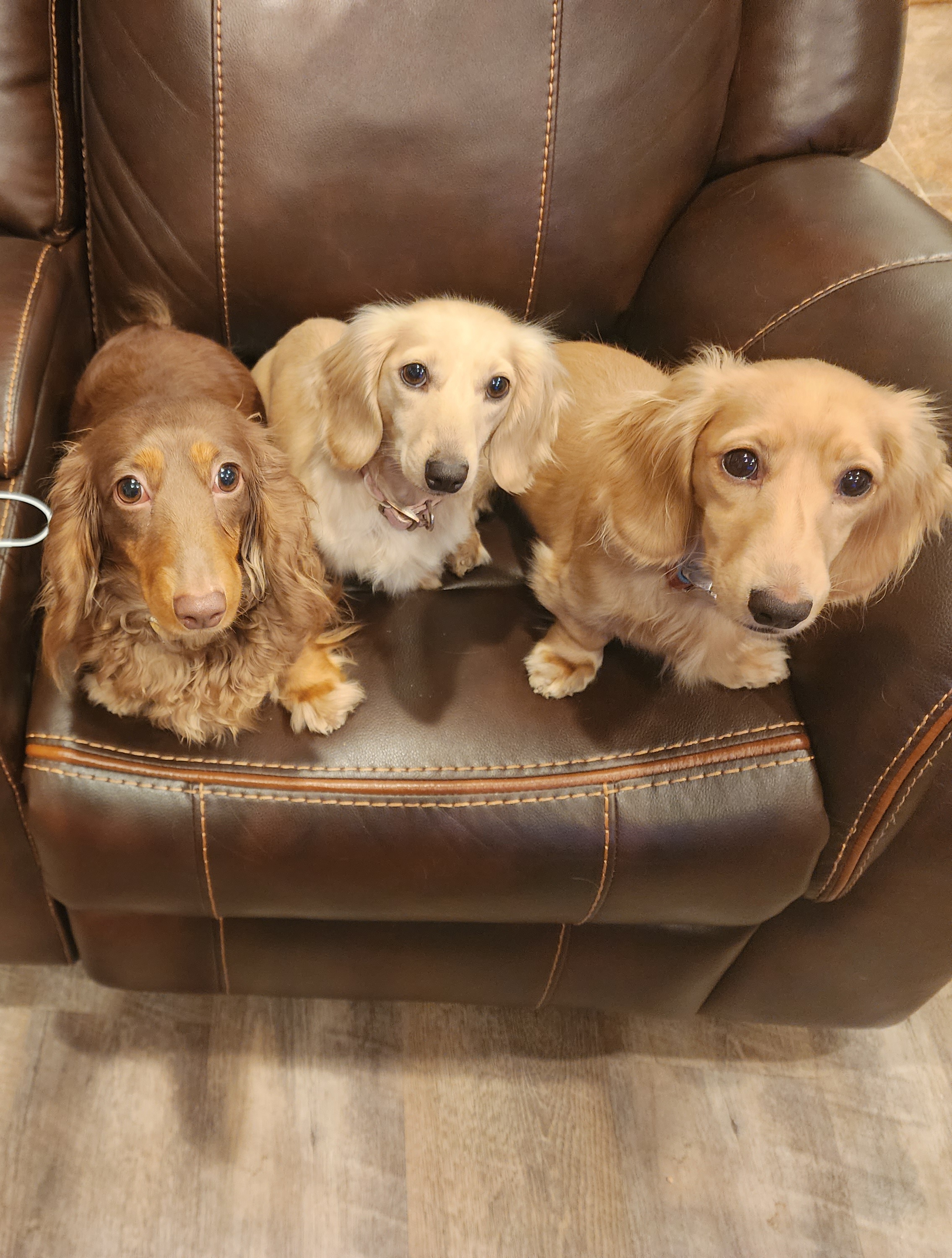 AKC Infinity Dachshunds