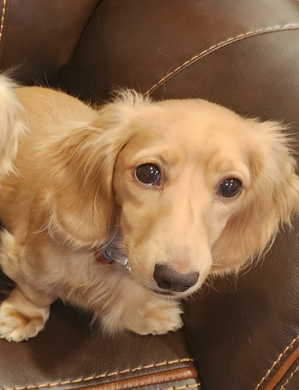 AKC Infinity Dachshunds