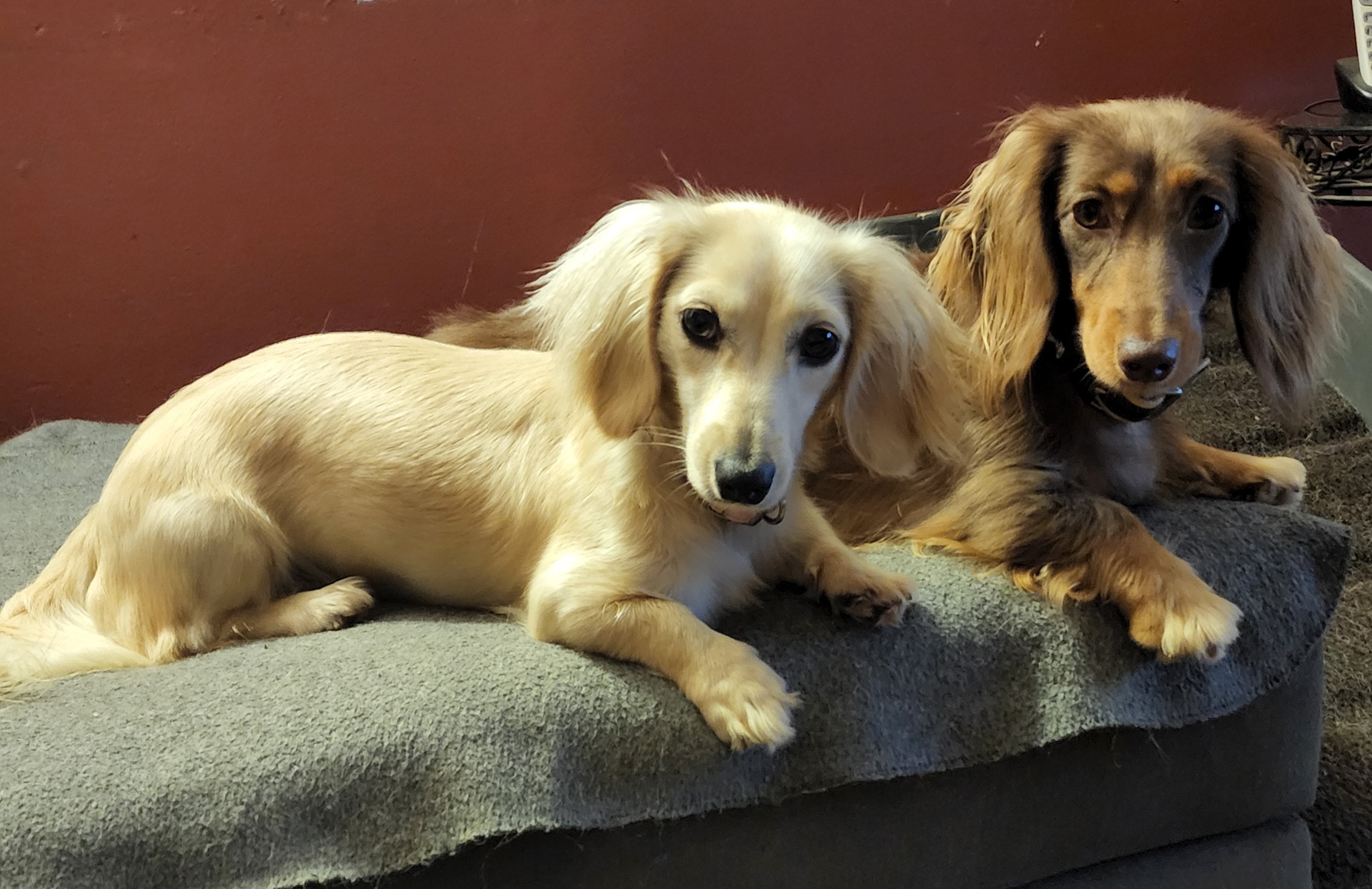 AKC Infinity Dachshunds