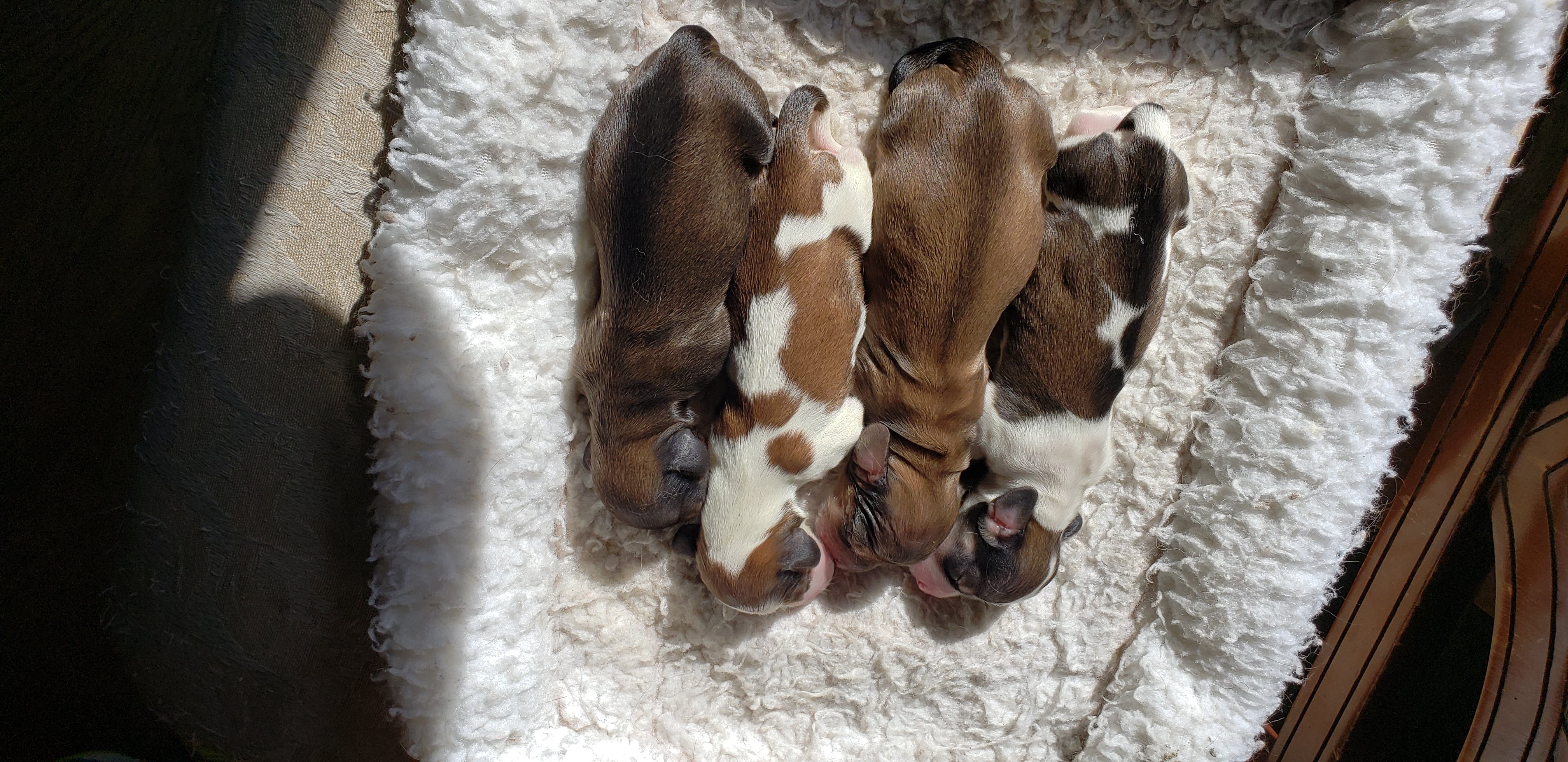 AKC Infinity Dachshunds – The Home of Exceptional Quality Dachshunds