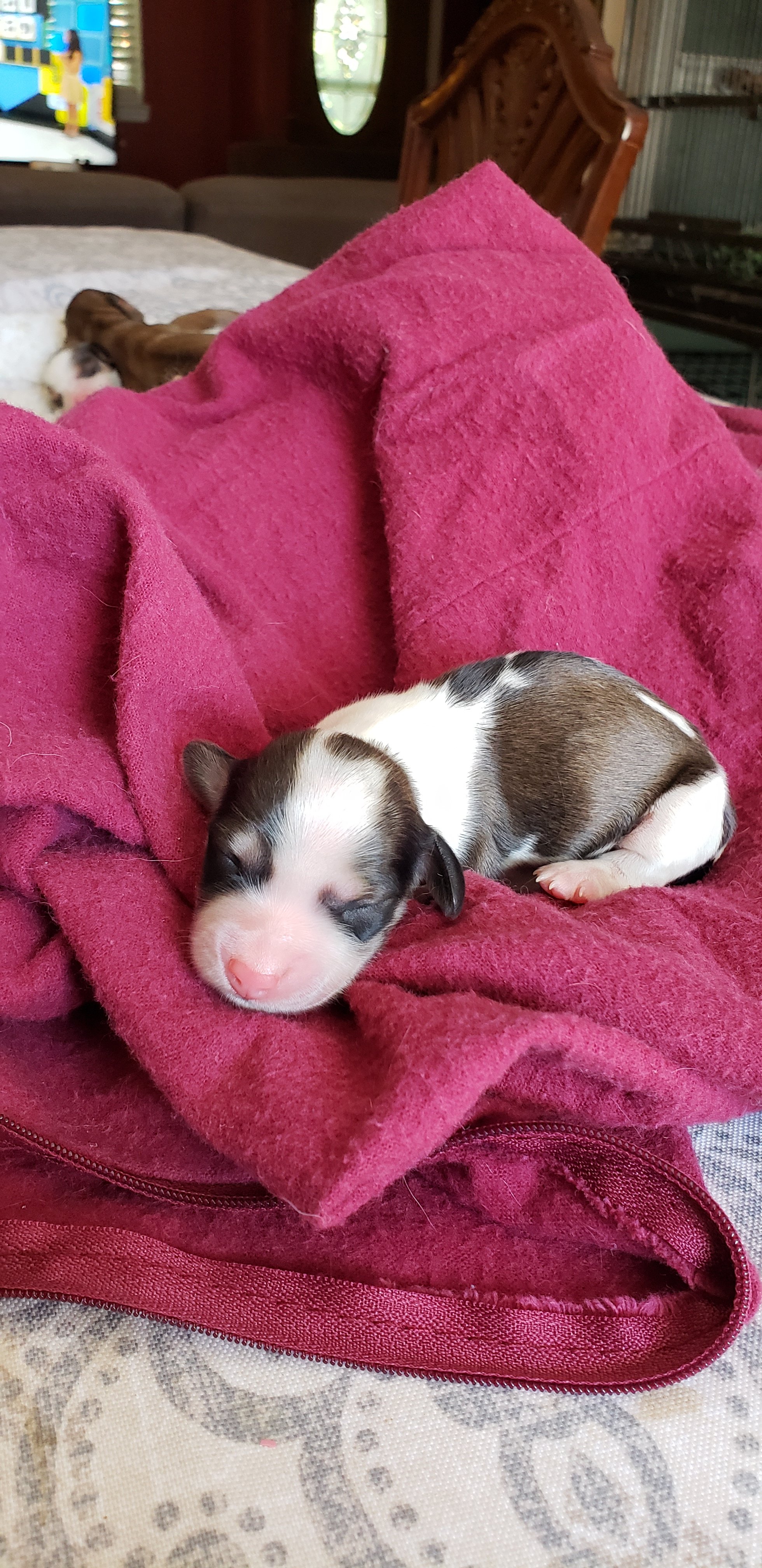 Applications and Waitlist – AKC Infinity Dachshunds