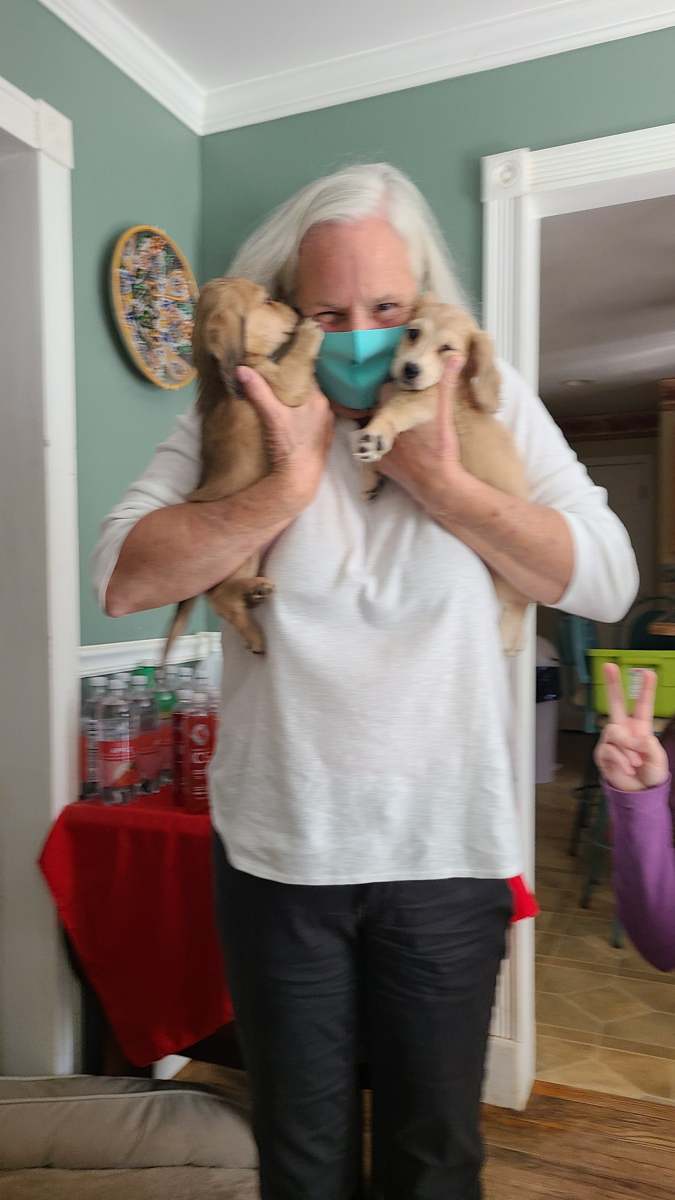 Pupdates from our puppy families ️ – AKC Infinity Dachshunds