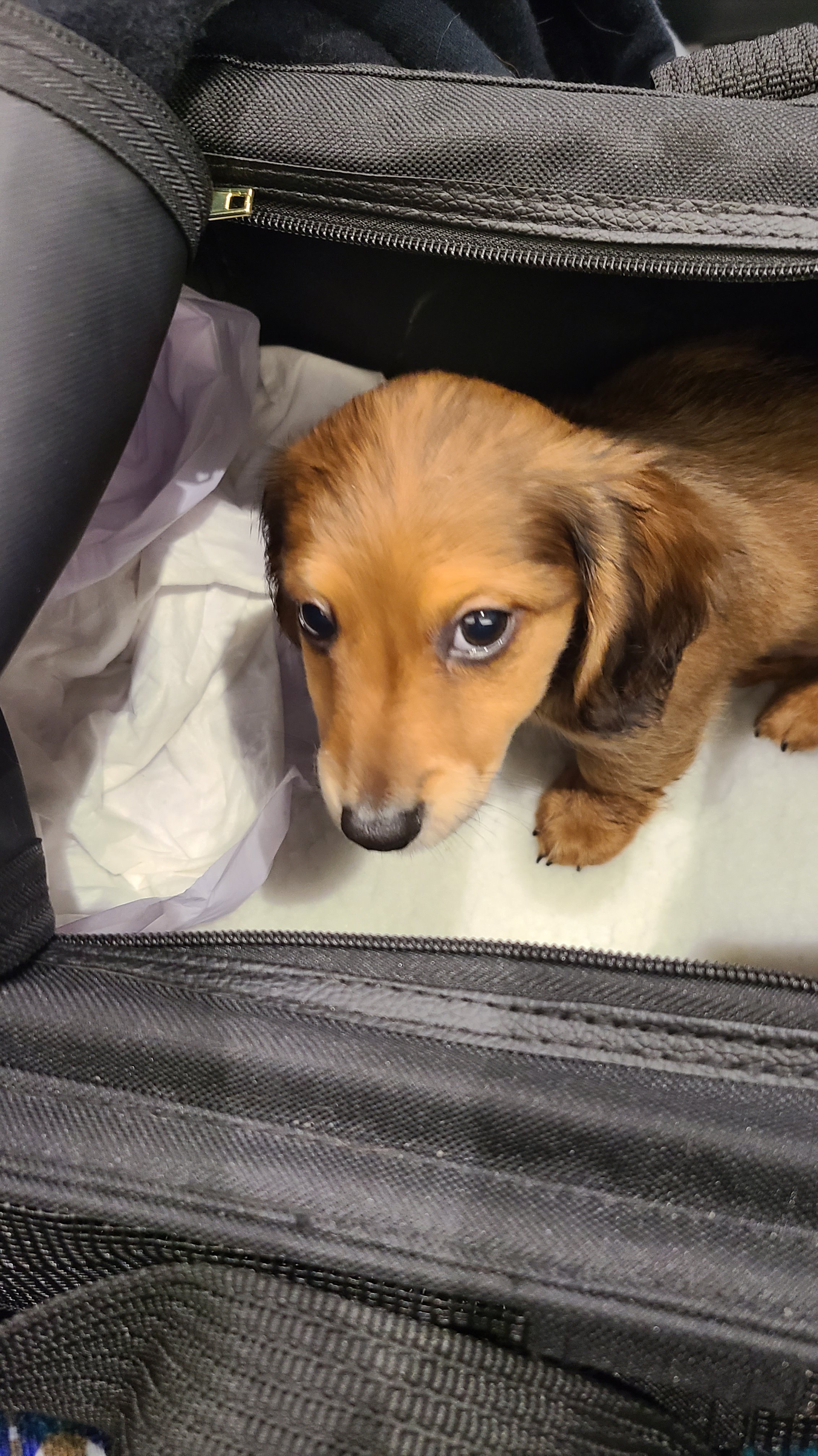 Pupdates from our puppy families ️ – AKC Infinity Dachshunds