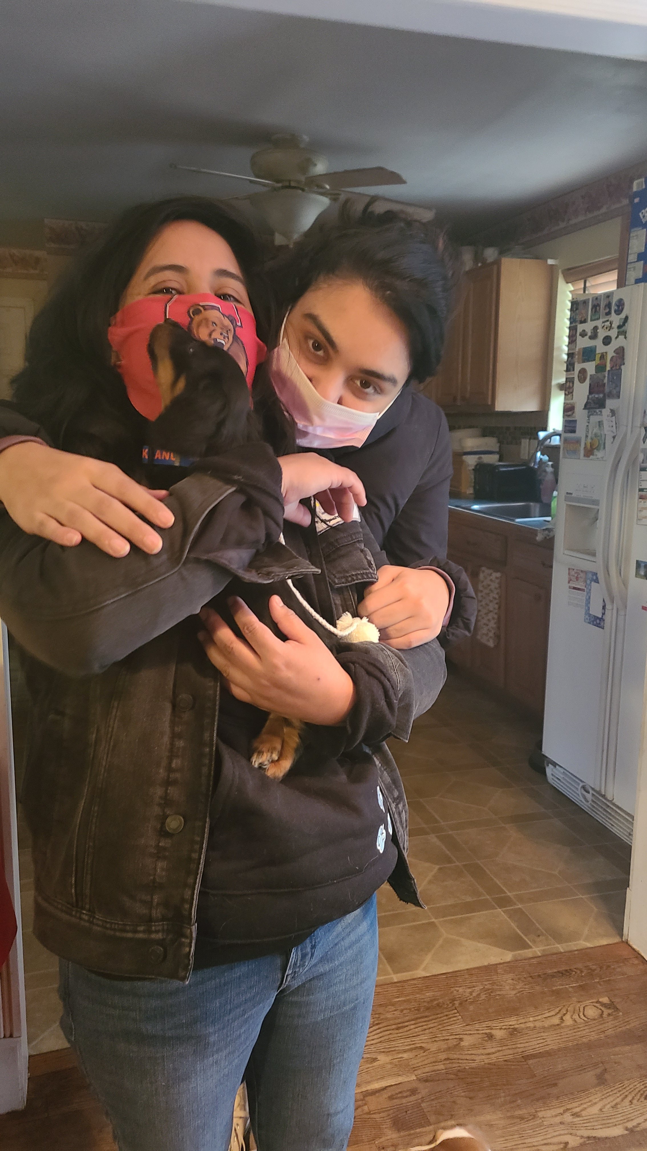 Pupdates from our puppy families ️ – AKC Infinity Dachshunds