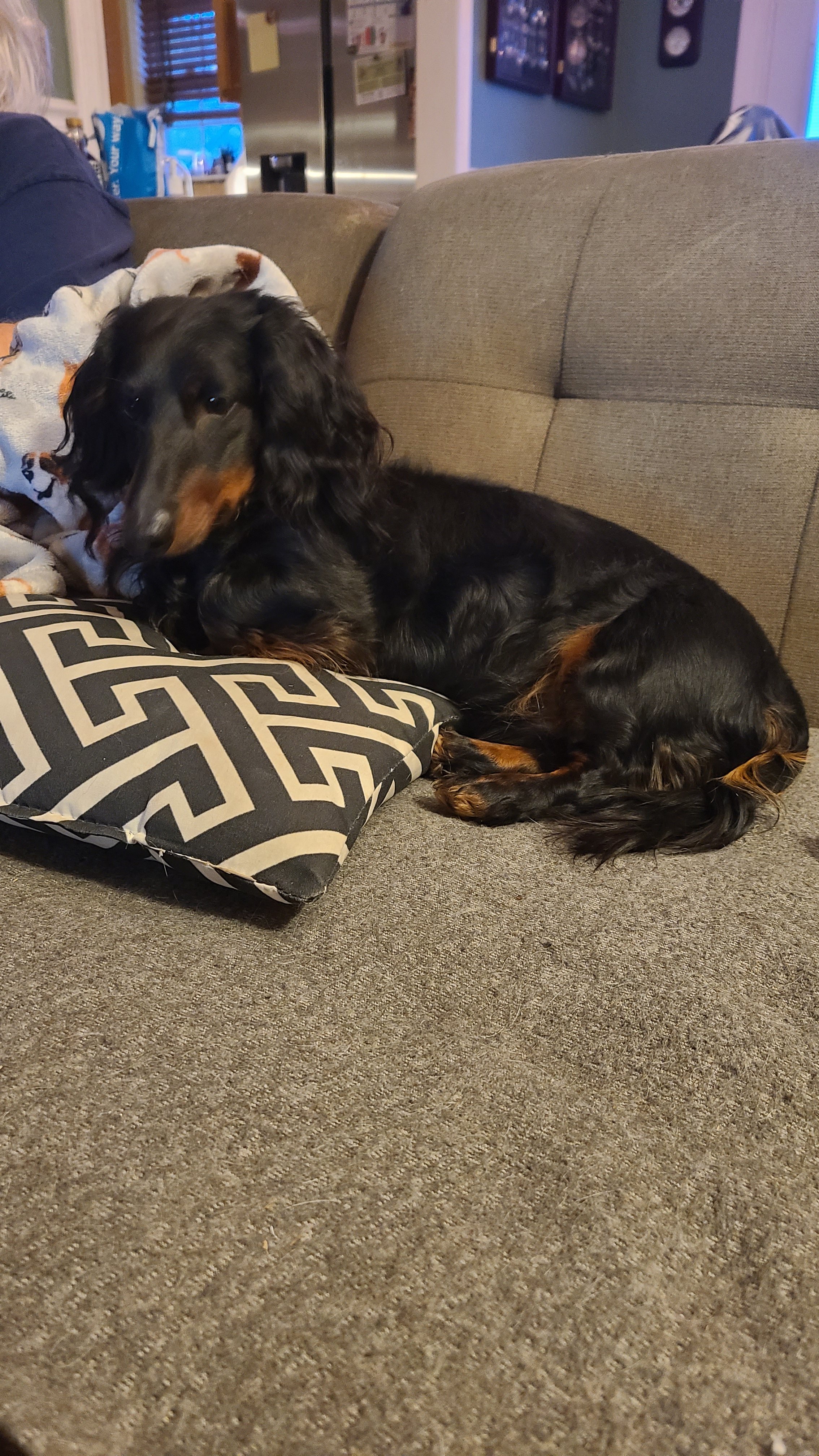 Our Sires- Dachshund Dads – AKC Infinity Dachshunds