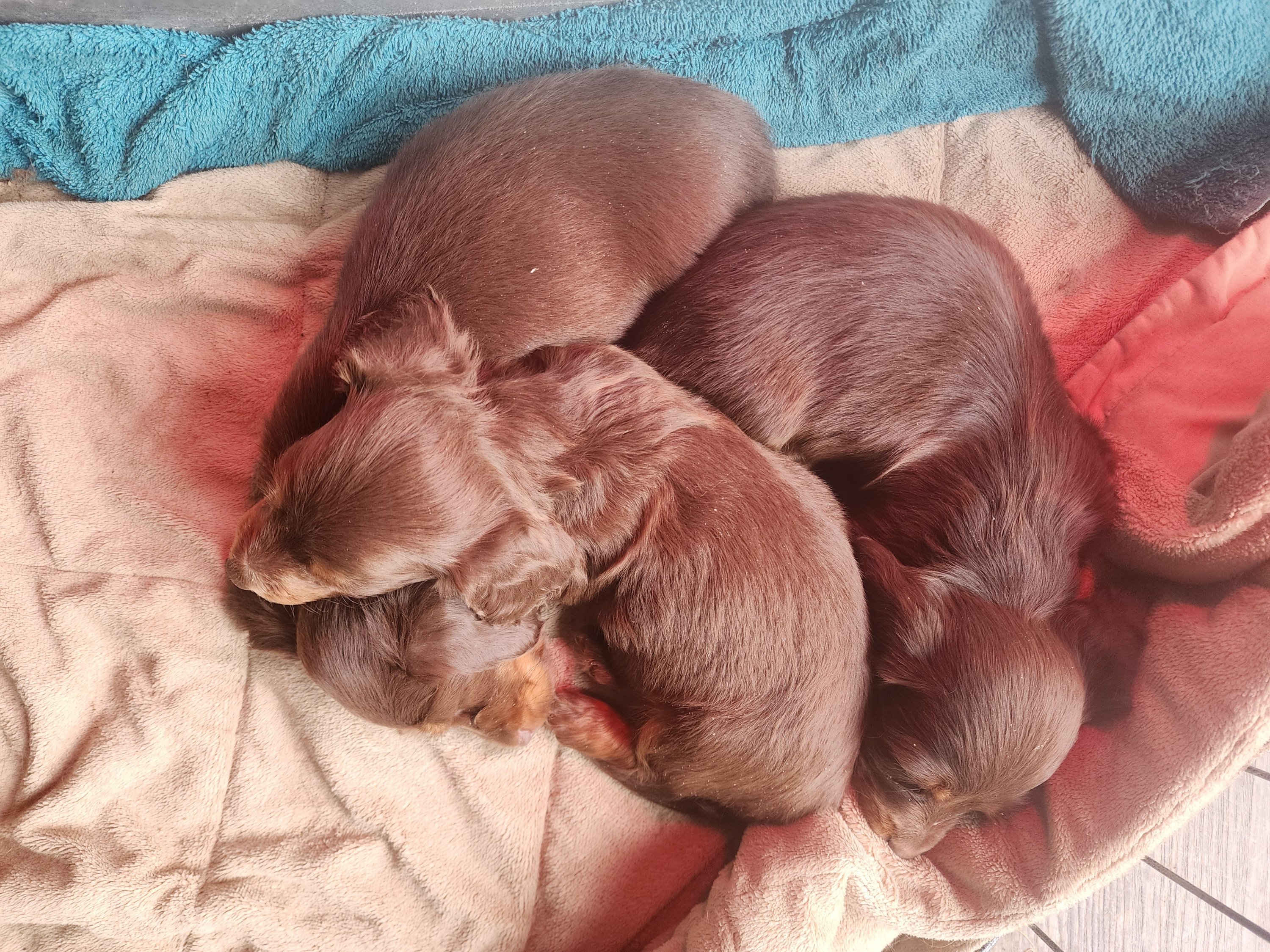 Applications and Waitlist – AKC Infinity Dachshunds
