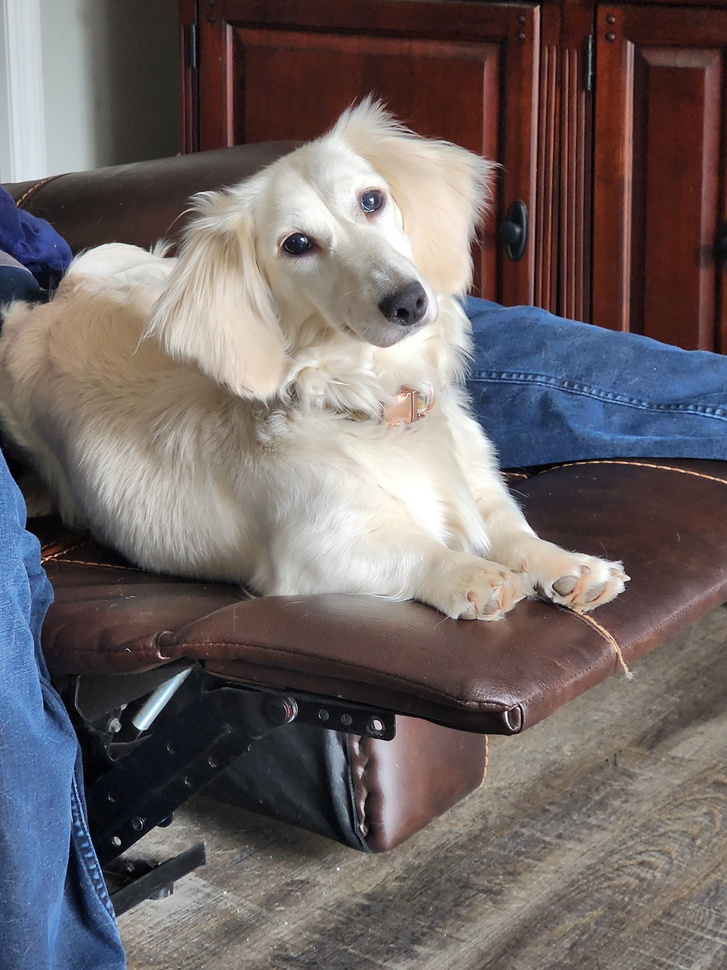 Our Dams- Dachshund mommas – AKC Infinity Dachshunds