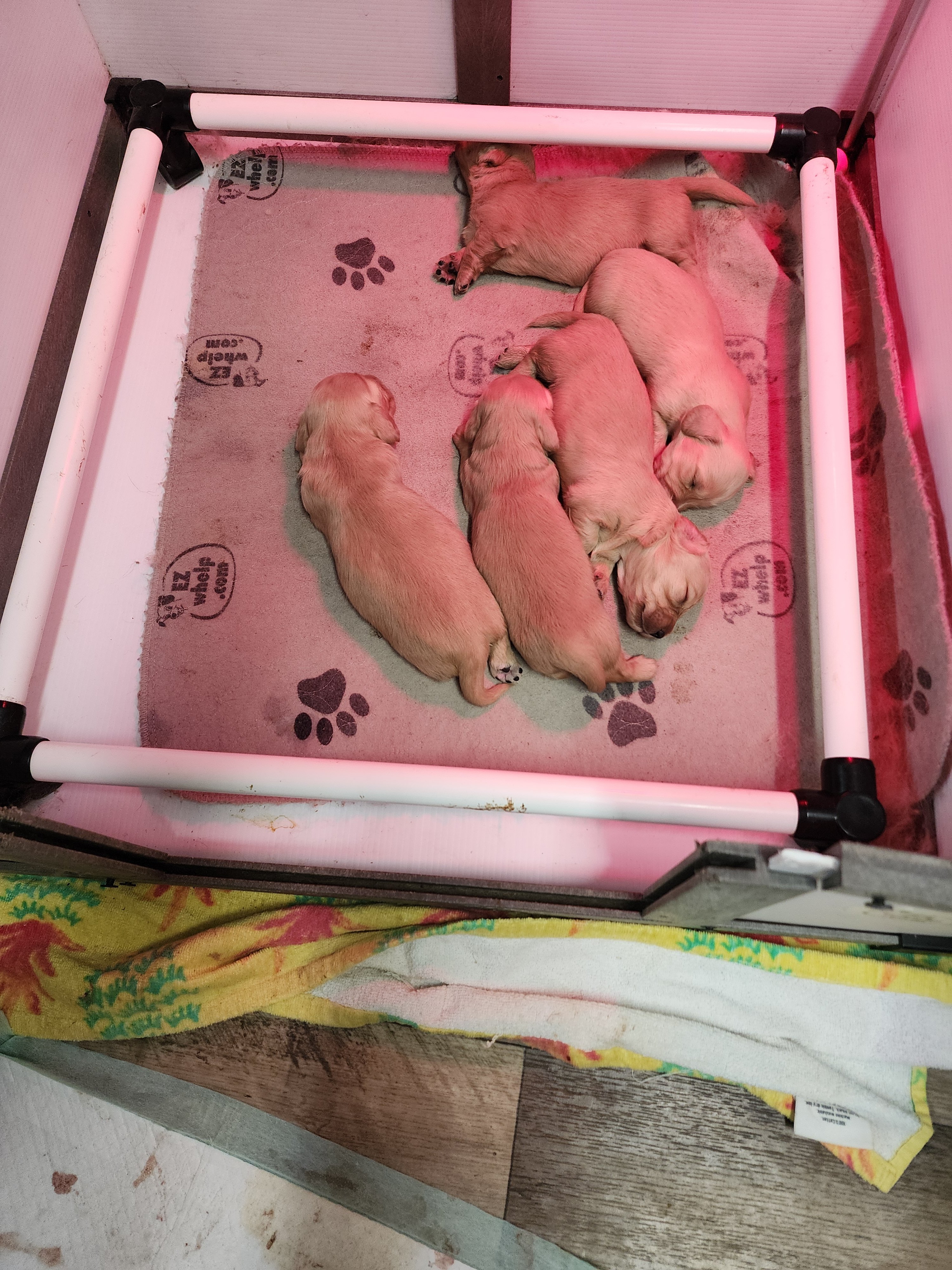 Applications and Waitlist – AKC Infinity Dachshunds