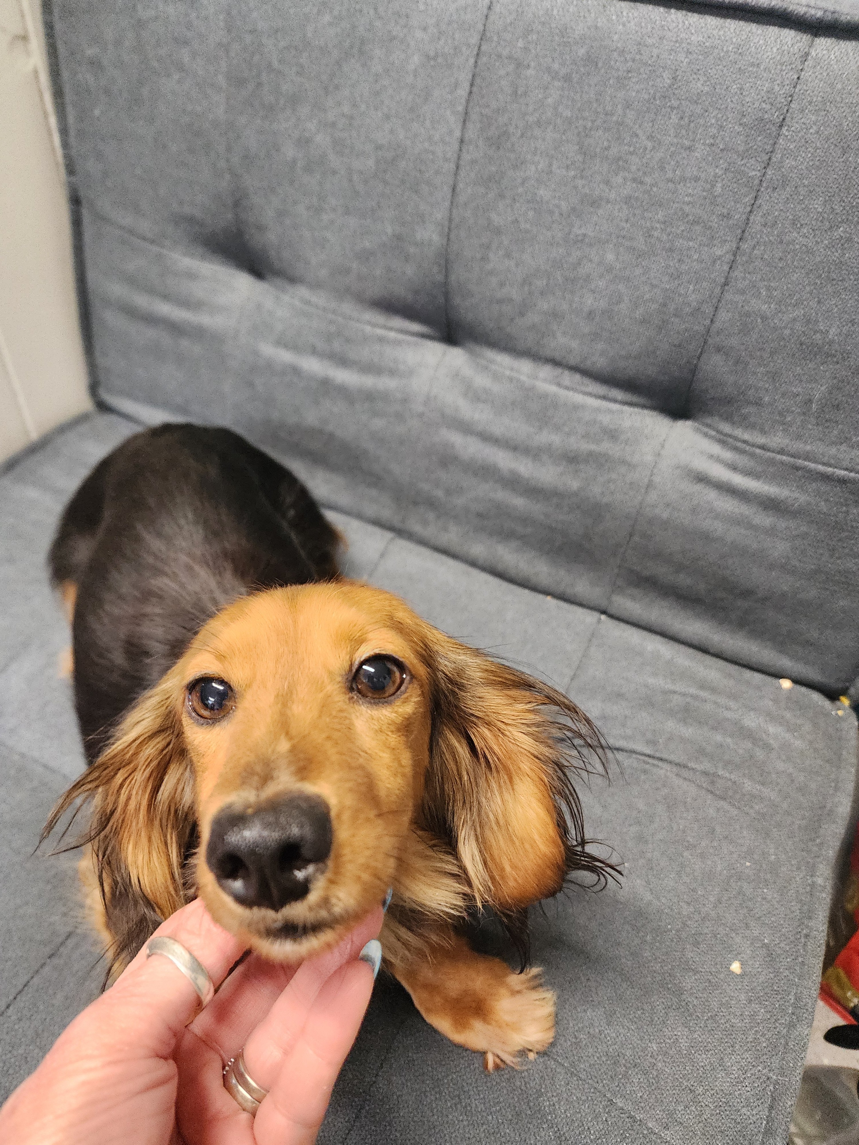 Our Dams- Dachshund mommas – AKC Infinity Dachshunds