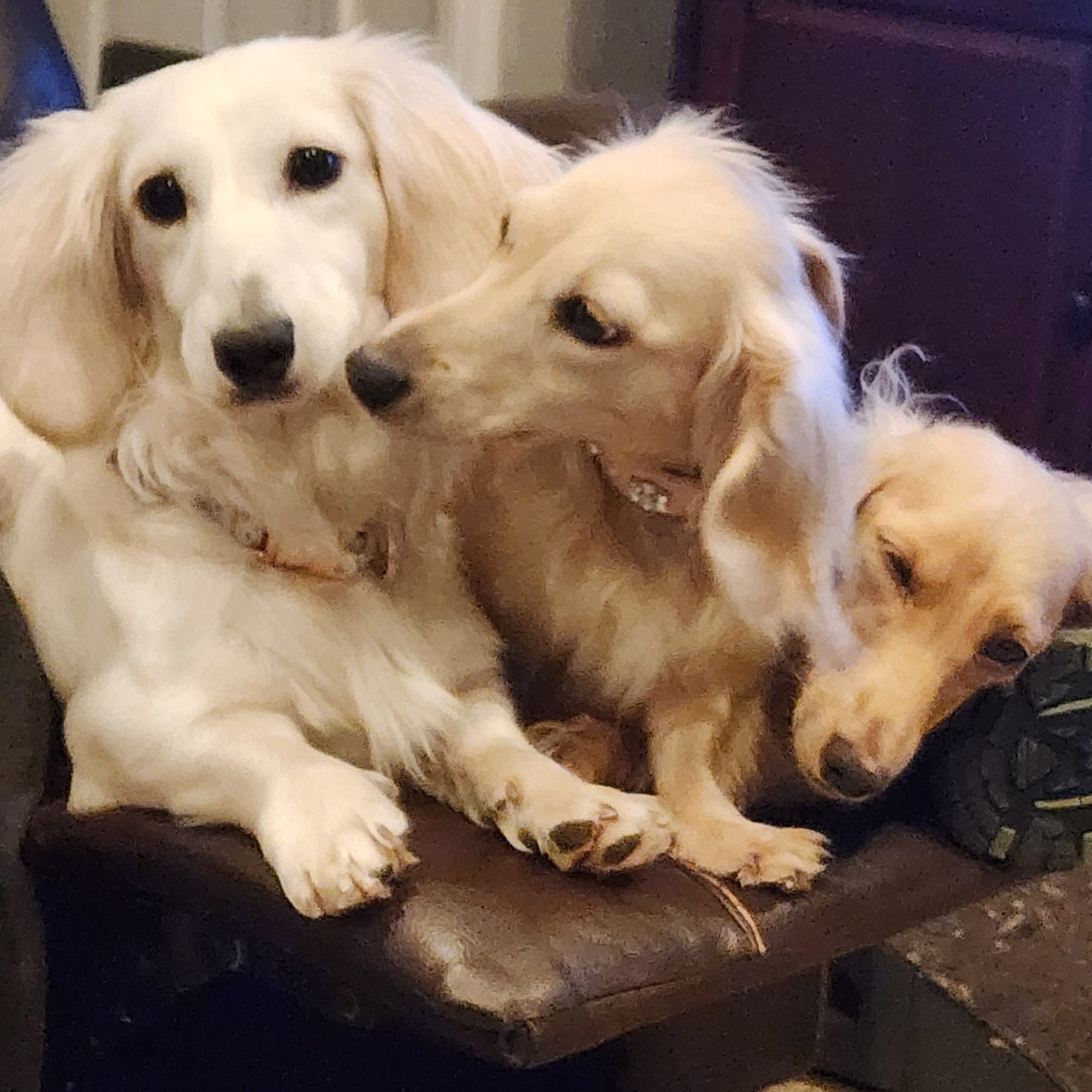 AKC Infinity Dachshunds – The Home of Exceptional Quality Dachshunds