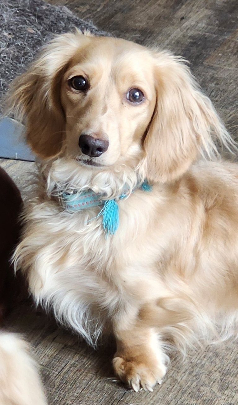 Our Dams- Dachshund mommas – AKC Infinity Dachshunds