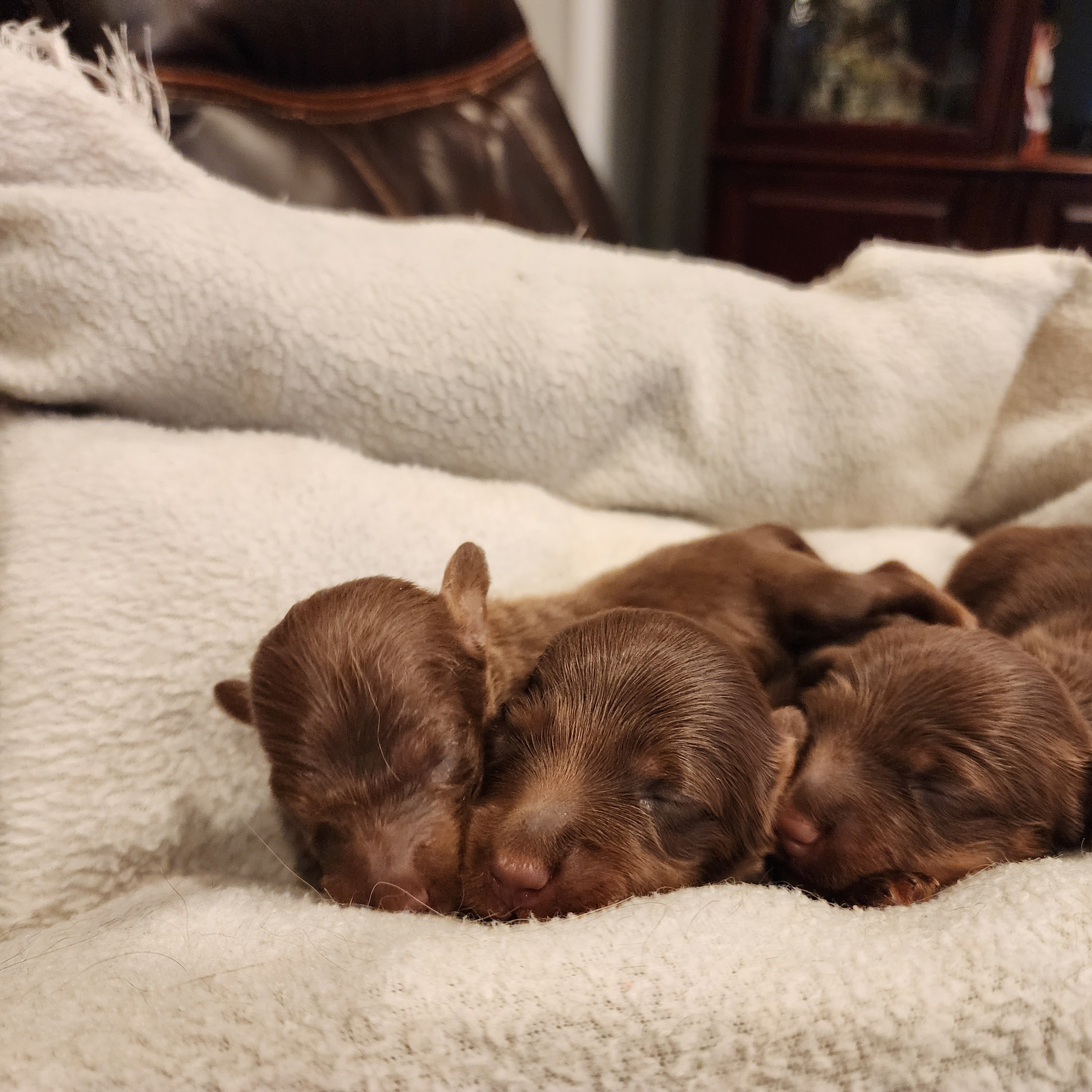 AKC Infinity Dachshunds – The Home of Exceptional Quality Dachshunds