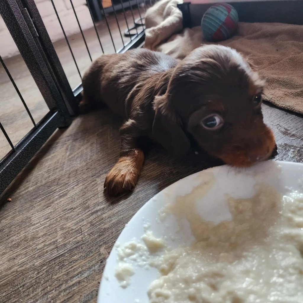 Applications and Waitlist – AKC Infinity Dachshunds