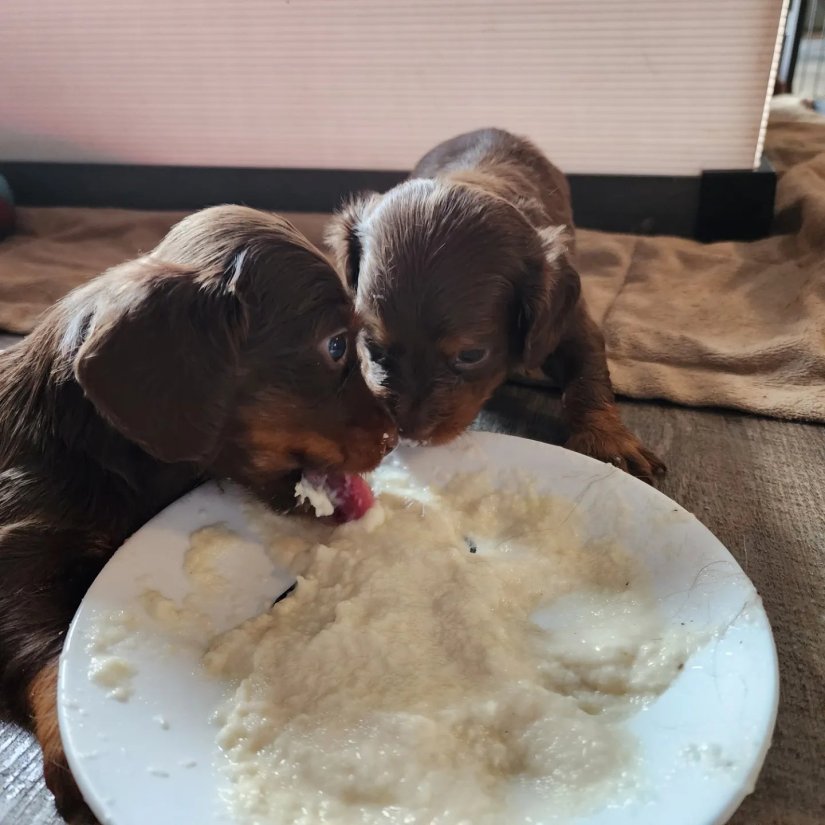 Applications and Waitlist – AKC Infinity Dachshunds