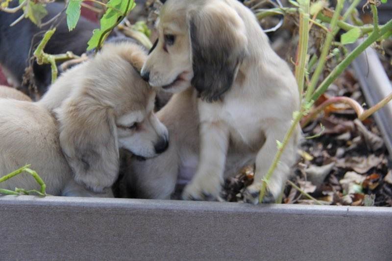 AKC Infinity Dachshunds