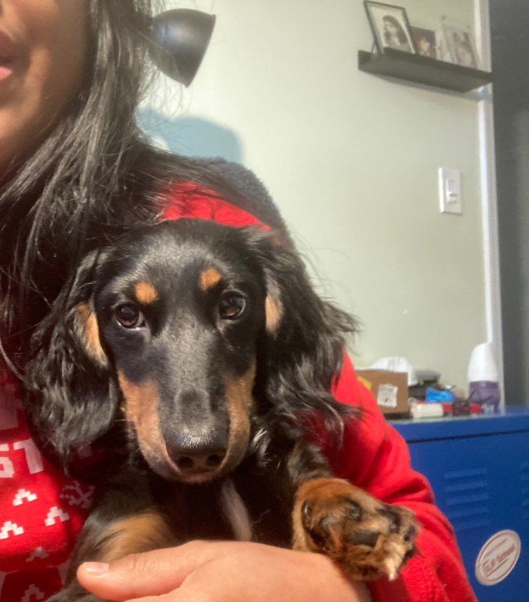 Puppy families and their new additions! – AKC Infinity Dachshunds