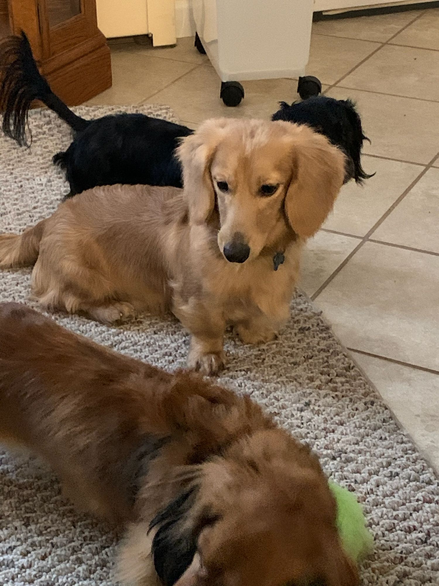 Our Sires- Dachshund Dads – AKC Infinity Dachshunds