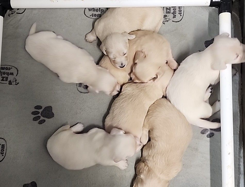 AKC Infinity Dachshunds – The Home of Exceptional Quality Dachshunds