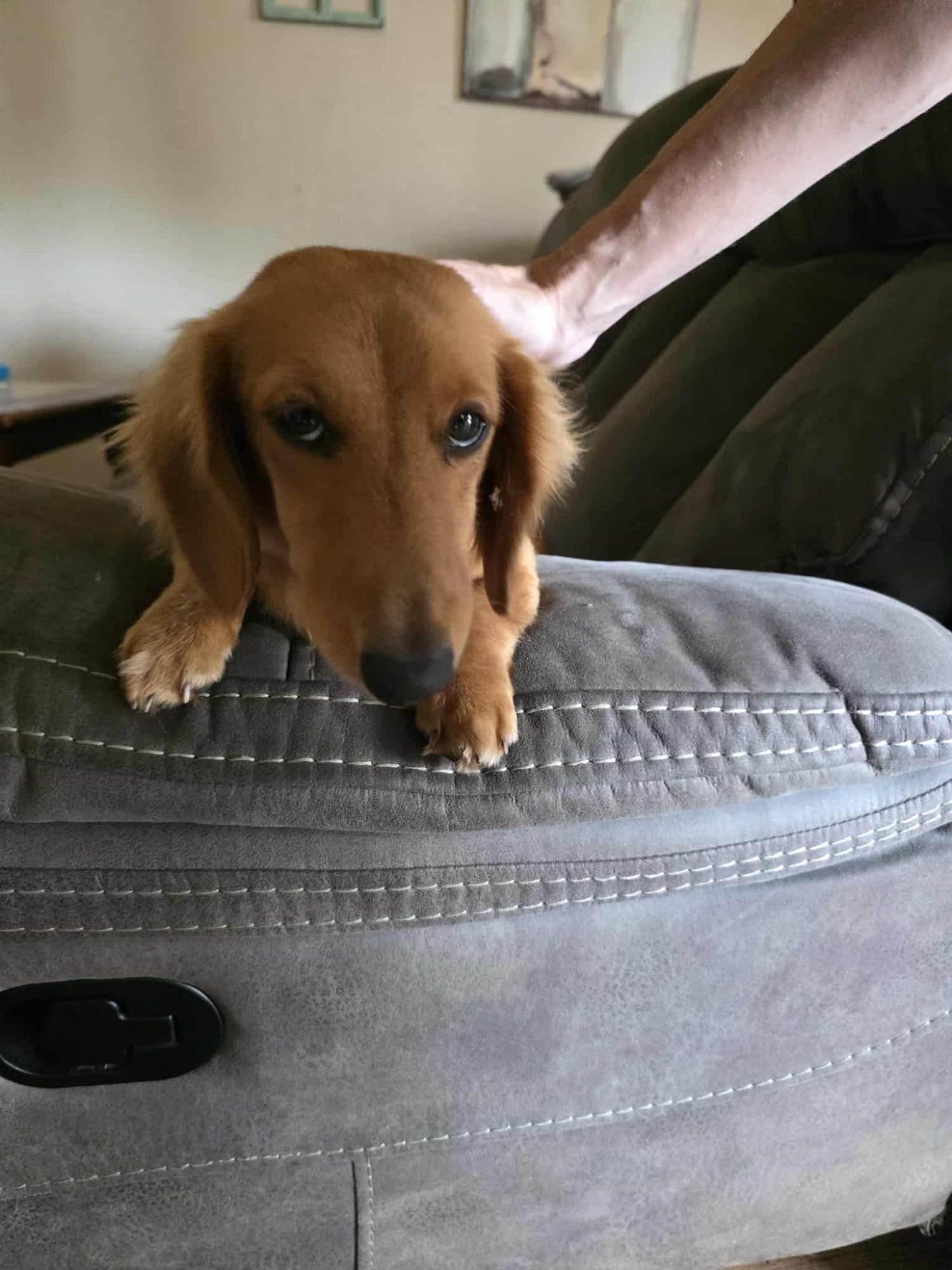 Guardian Homes Needed! – AKC Infinity Dachshunds