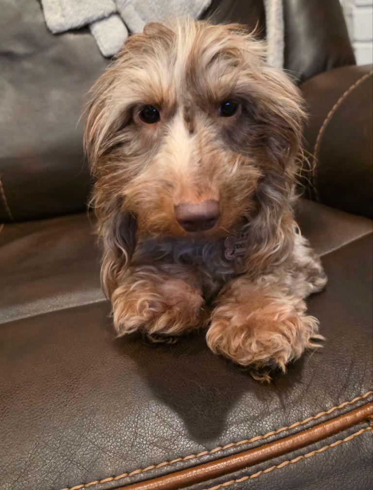 Introducing Silky Wires! – AKC Infinity Dachshunds