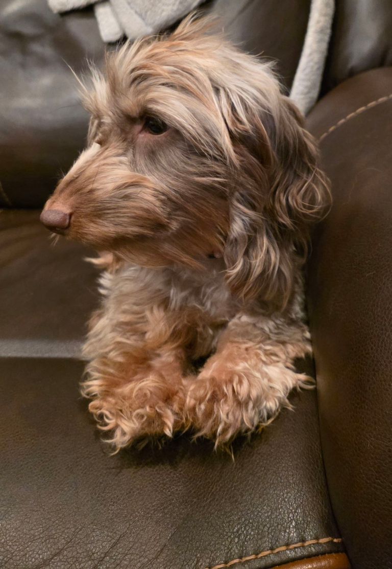 Introducing Silky Wires! – AKC Infinity Dachshunds