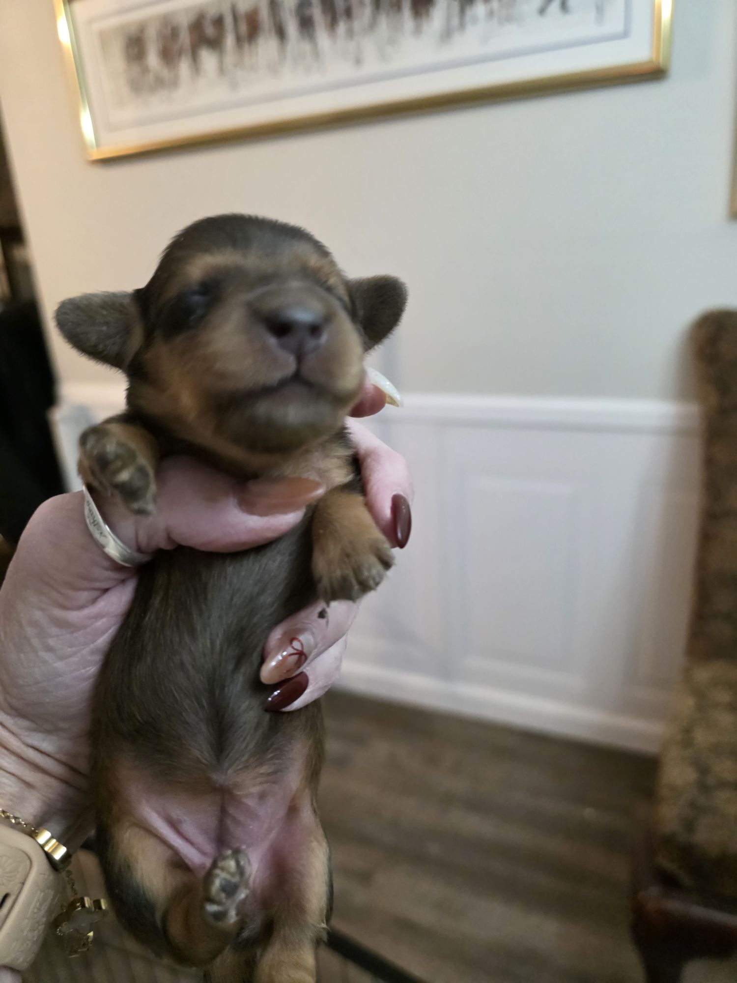 Babies are here or due soon! – AKC Infinity Dachshunds