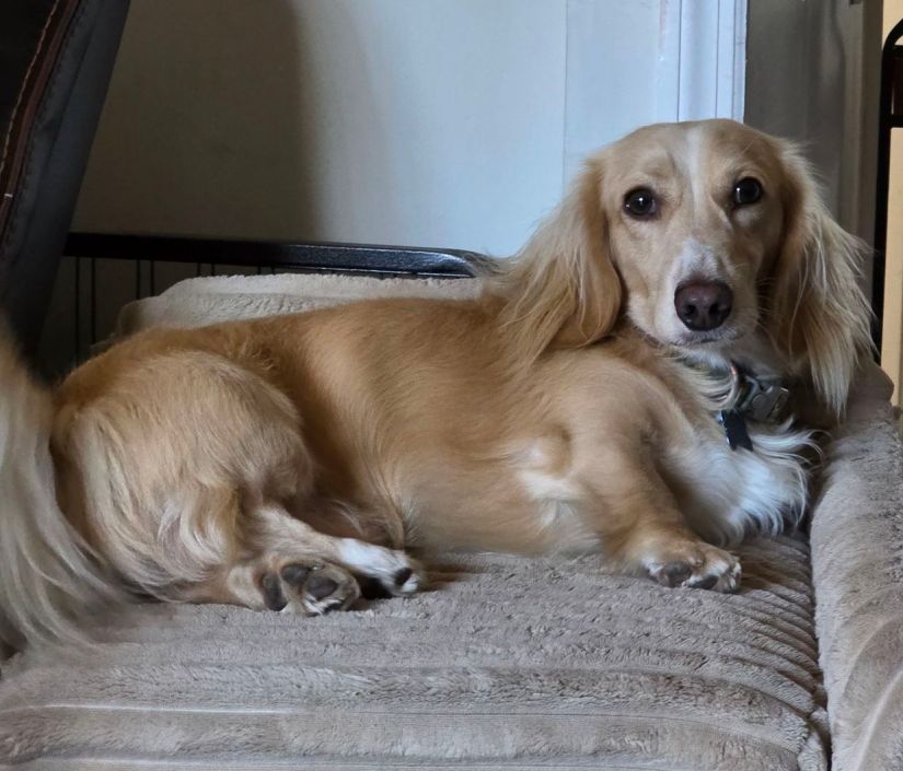 Our Sires- Dachshund Dads – AKC Infinity Dachshunds
