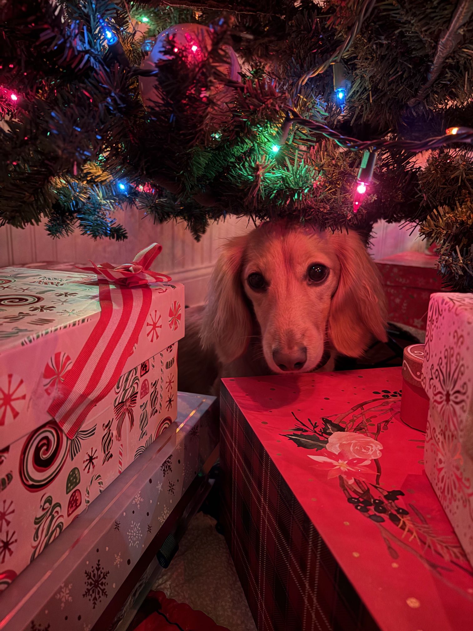 Take a Look at Our Puppy Family Gallery – AKC Infinity Dachshunds