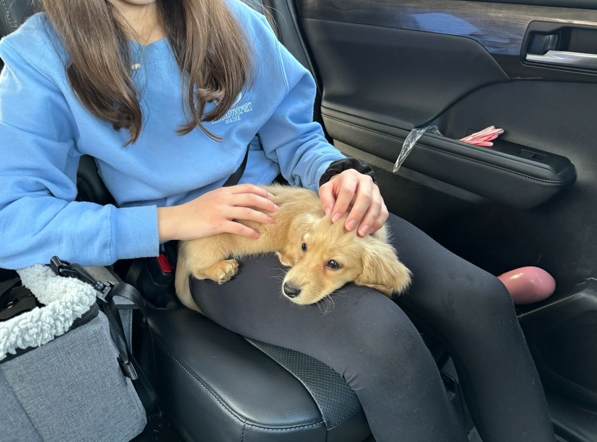 Take a Look at Our Puppy Family Gallery – AKC Infinity Dachshunds