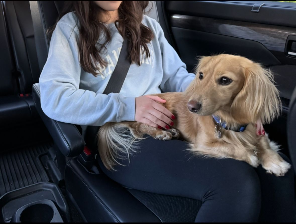 Take a Look at Our Puppy Family Gallery – AKC Infinity Dachshunds