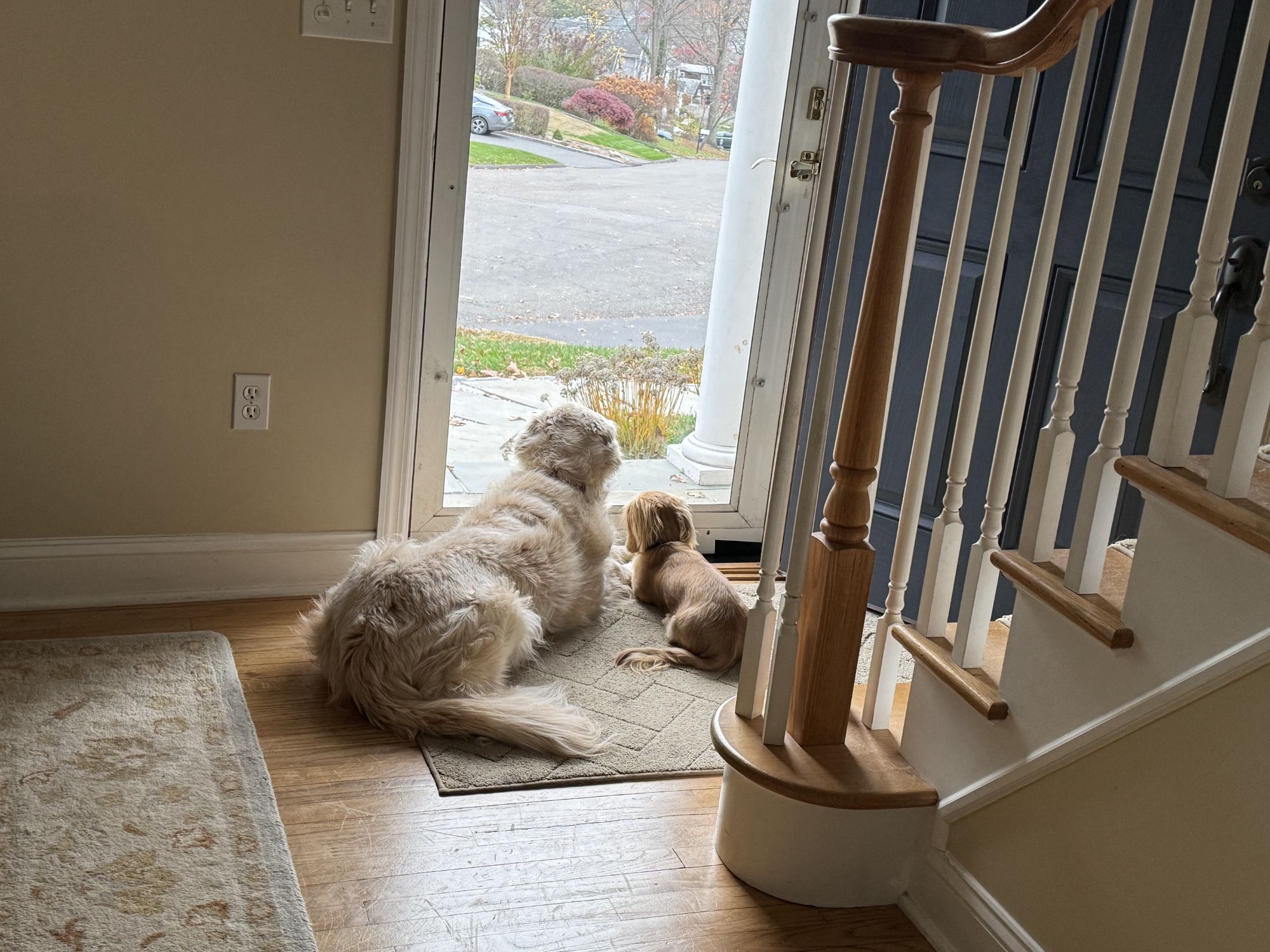 Take a Look at Our Puppy Family Gallery – AKC Infinity Dachshunds