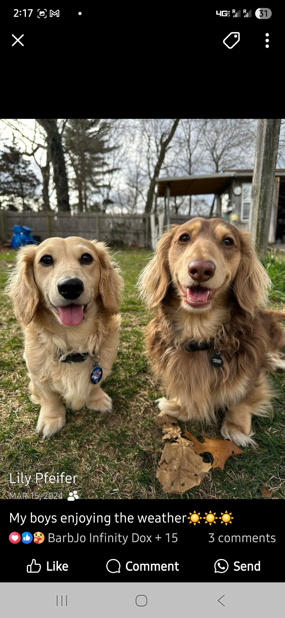 Take a Look at Our Puppy Family Gallery – AKC Infinity Dachshunds